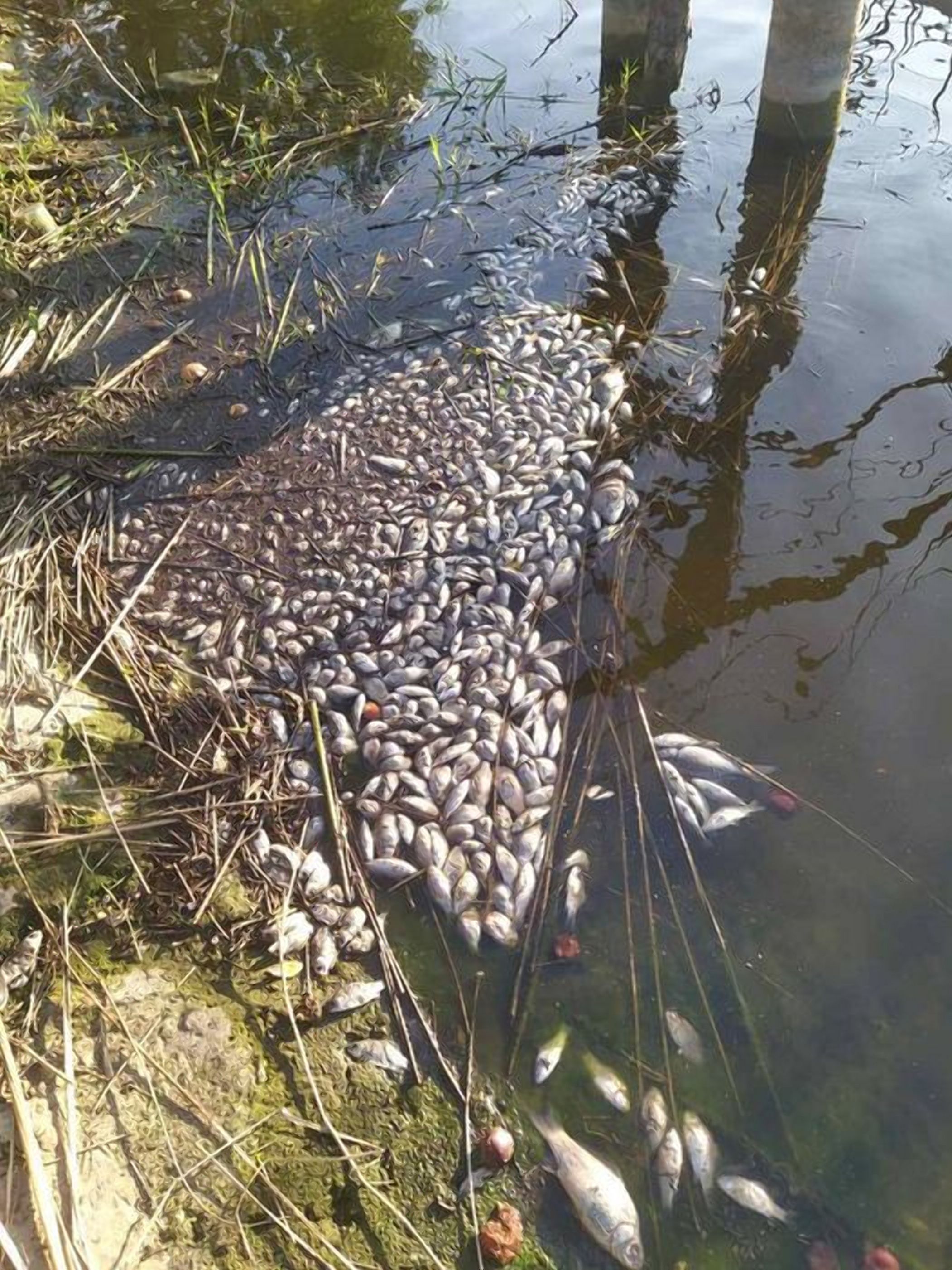 Через загибель риби у річці Стручок на Народиччині рибному господарству ...